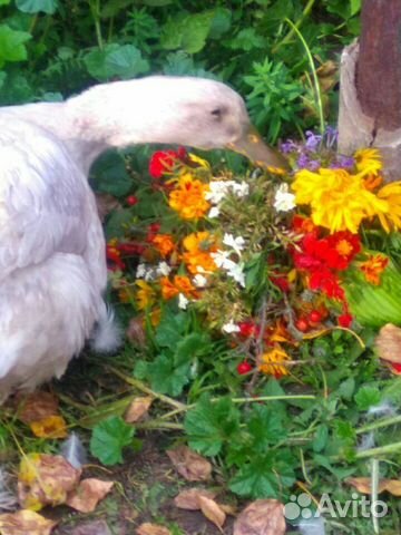 Утка Фаворит