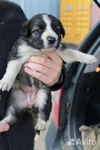 Щенок (девочка 1 месяц) в дар, в добрые руки