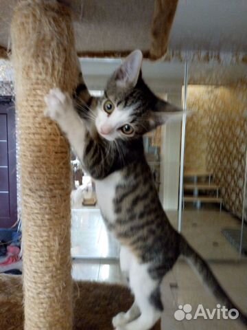 Котенок ищет друга