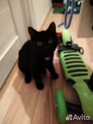 Отдам в добрые руки котёнка