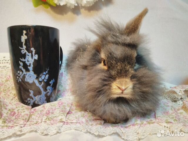 Карликовый крольчонок