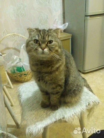 Продаются котята породистые шотландские
