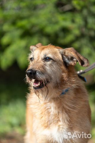 Ласковая собачка Маша ищет дом