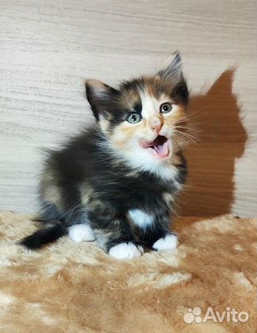 Котенок трехцветка девочка 1,5 мес