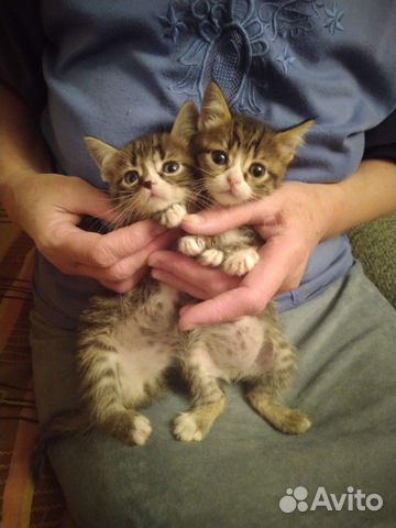 Отдам в хорошие руки