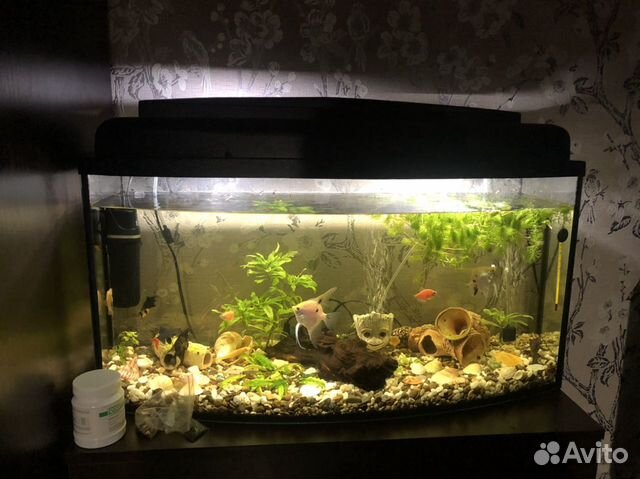 Аквариум с рыбками