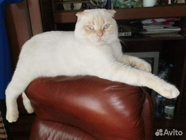 Кот на вязку