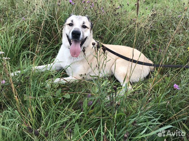 Среднеазиатская овчарка в дар