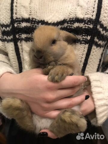 Декоративные вислоухие кролики