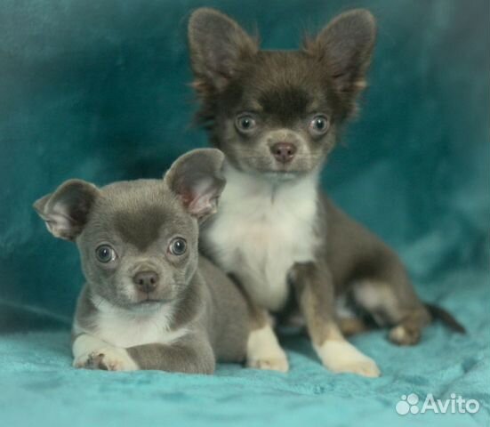 Чишки озорные малышки