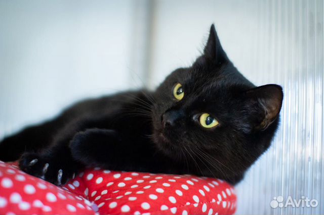 Малышка Чернушка в заботливую семью