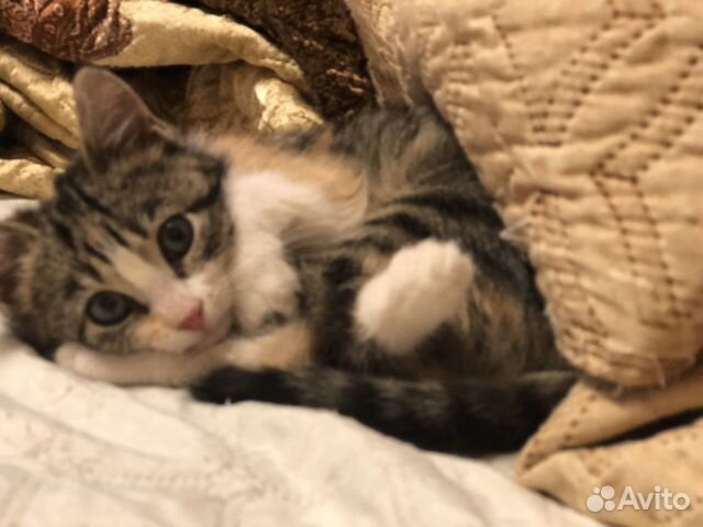 Мимишное создание 2,5-3 мес