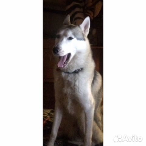 Предлагаются для вязки 2 кобеля хаски