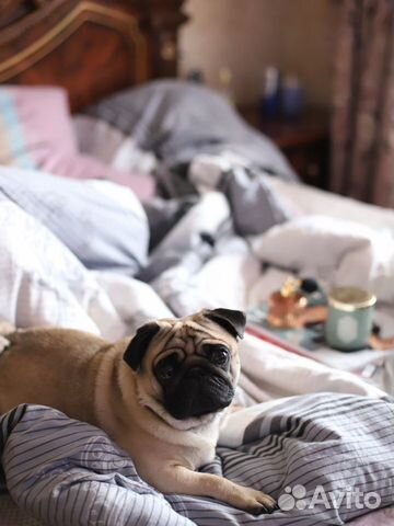 Вязка мопс (кобель)