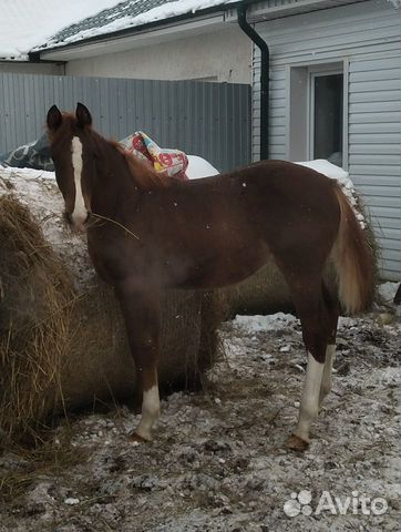 Продам жеребенка