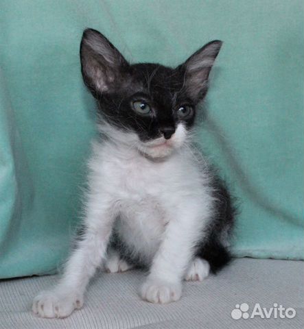 Породистые пушистики бесплатно в хорошие руки