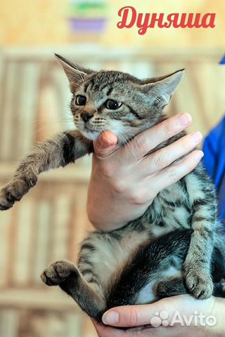 Котята-дегустаторы возраст 4 месяца