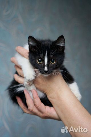 Котенок в добрые руки