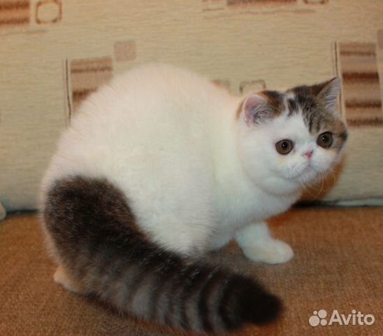 Котенок экзотик