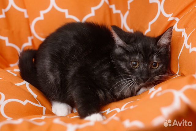 Кошечка Броська - черный дым, белые лапки