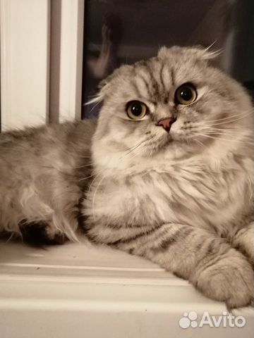 Шотландский, веслоухий, молодой котик на вязку