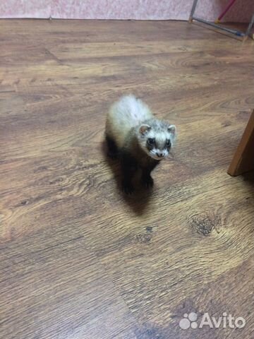 Продаю хорька