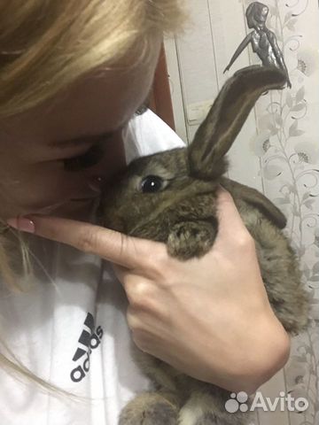 Продам кролей