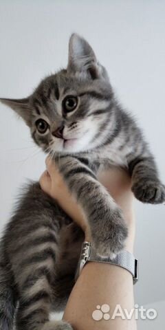 Котенок-девочка