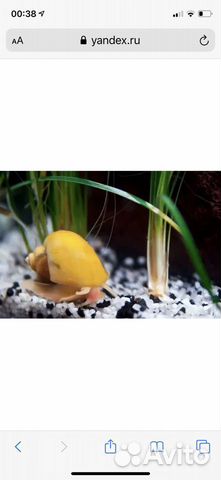 Желтая улитка ампулярия в вашем аквариуме