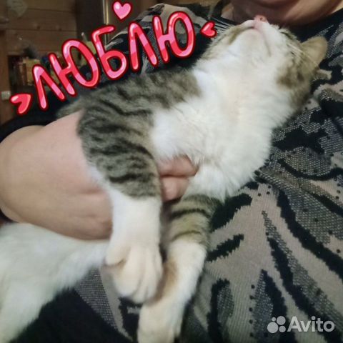 Котенок Базиль 5мес мальчик