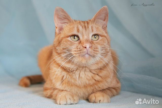 Кошечка Синди 7 месяцев