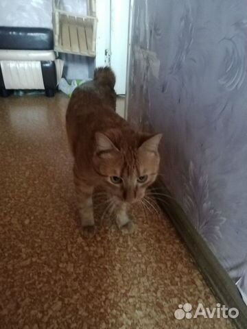 Вязка кот курильский бобтейл