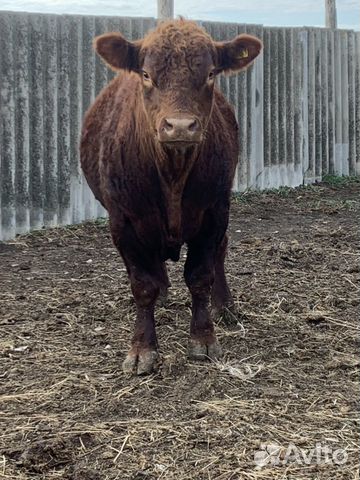 Бык Абердин Ангусс
