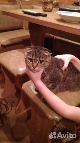 Кошки