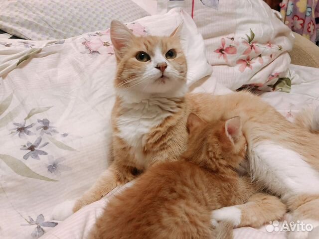 Отдам котенка от домашней кошки