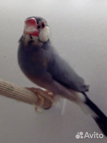 Рисовые амадины (рисовки)