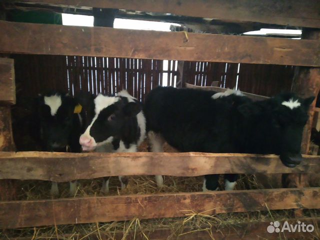 Бычки и телята