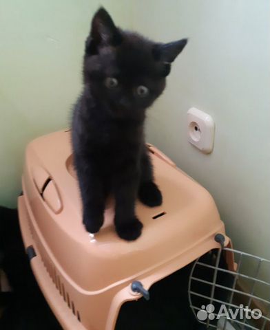 Котята ищут дом