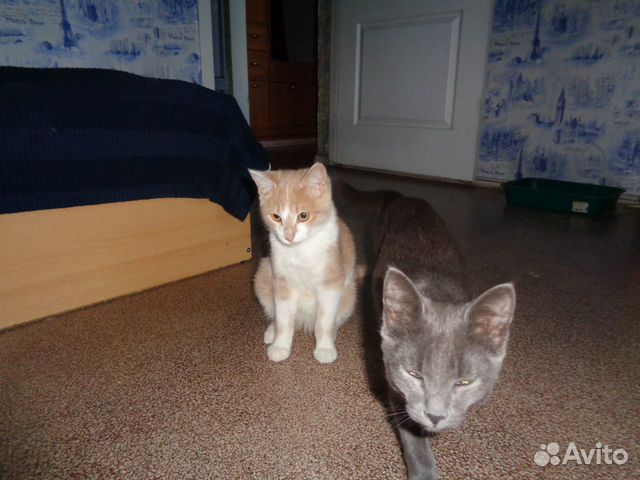 Котята-мальчики