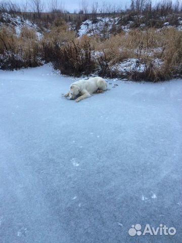 Стадо коз дойных оптом