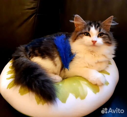 Котенок франт ищет дом