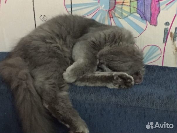 Котенок в добрые руки