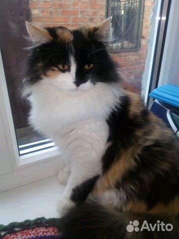 Стерилизованная кошечка, 1,5 года, в добрые руки