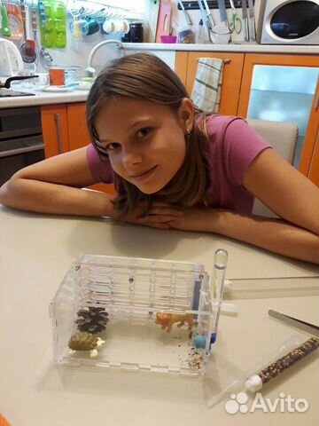 Муравьиная ферма