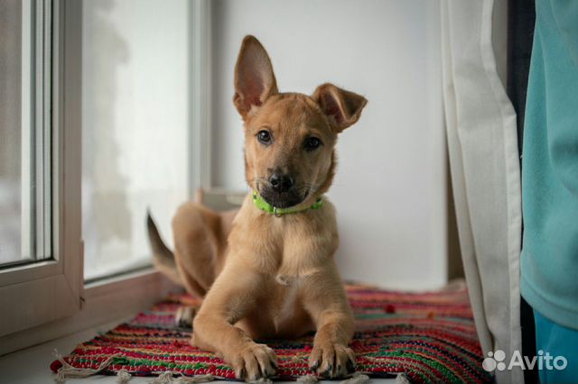 Щенок-девочка Пеппи