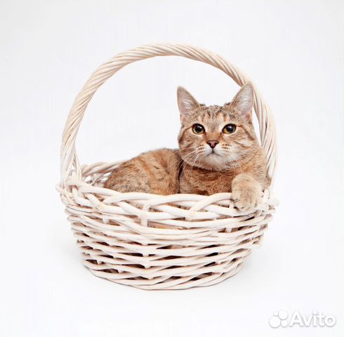 Котенок в добрые руки