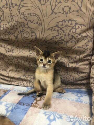 Абиссинские котята