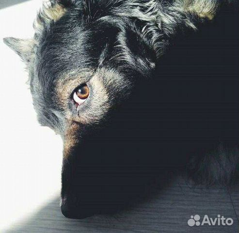 Отличный пес Остался без хозяев Не на цепь