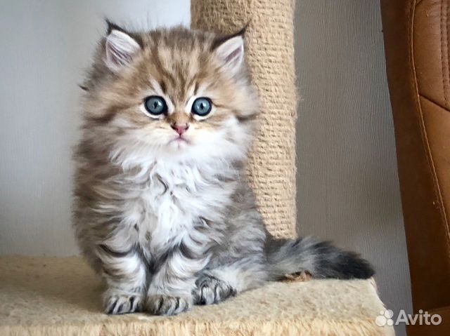 Британские котятки на Новый Год