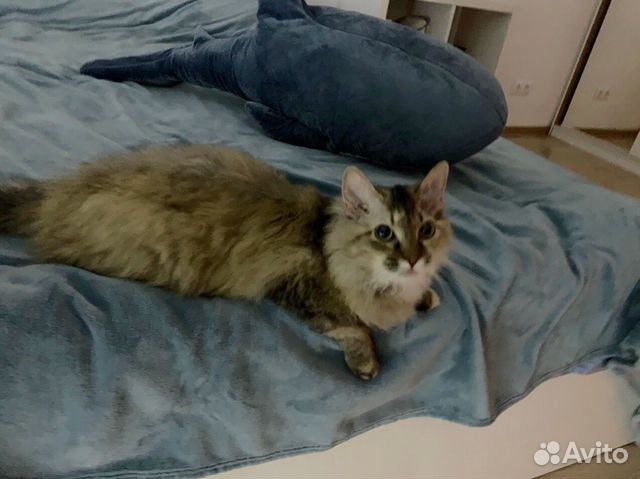 Кошка в добрые руки